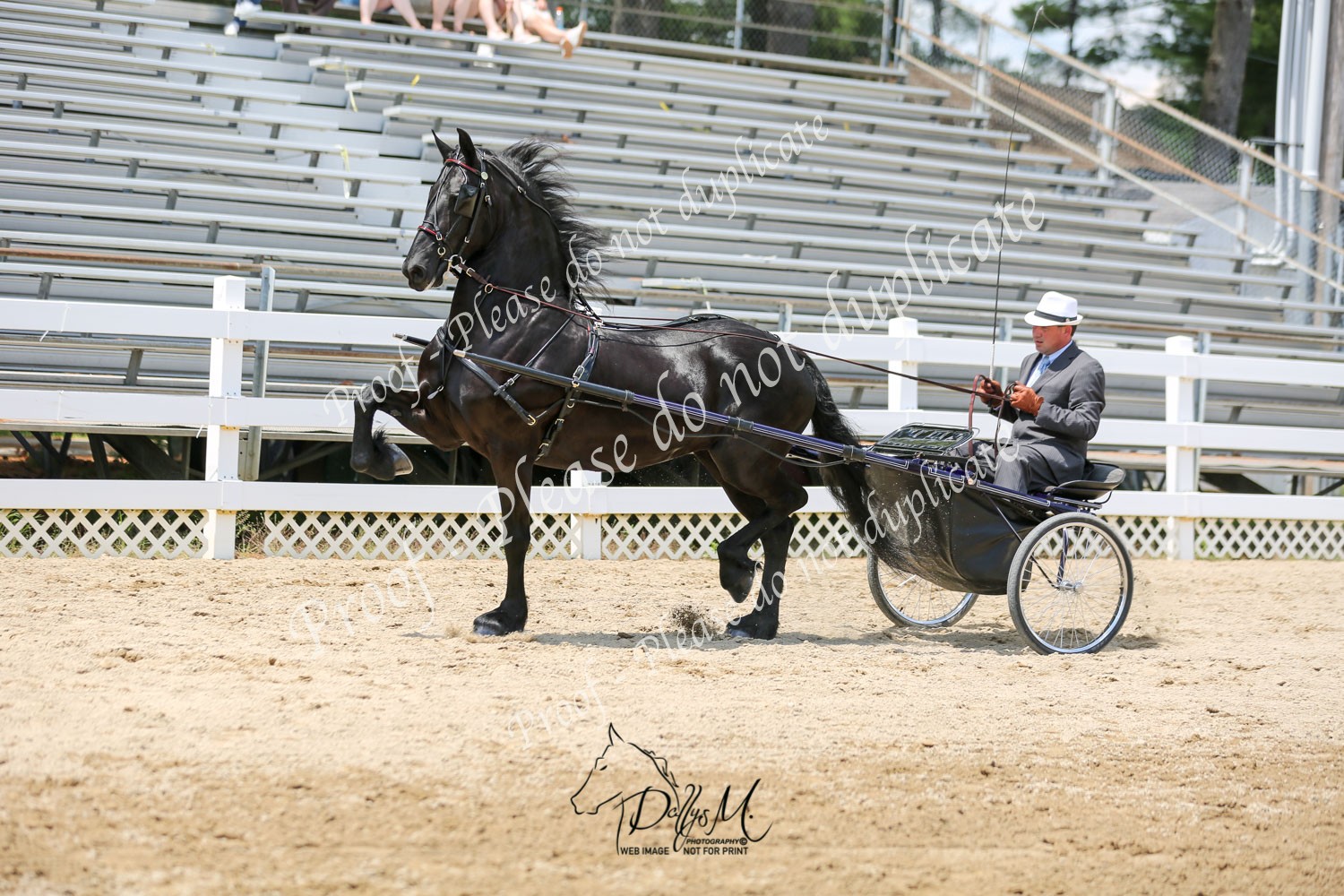 '21 NE Friesian Horse Club Classic - Horse Show Proofs - 2021 Horse ...